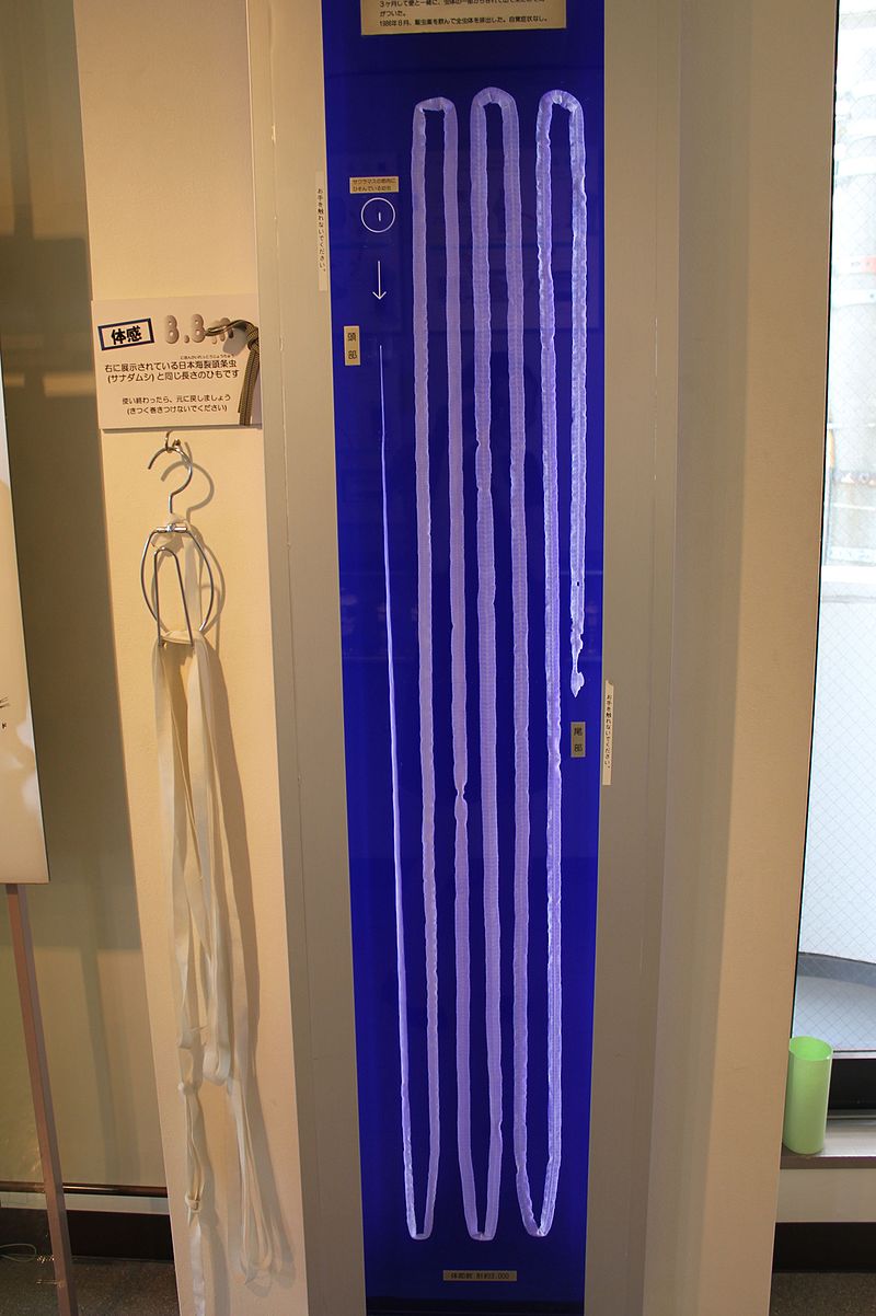 The Meguro Parasitological Museum – tokyopedia